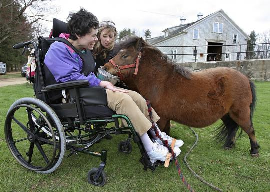 Miniature Horses Assist the Disabled: Miniature Horses and Shetland ...