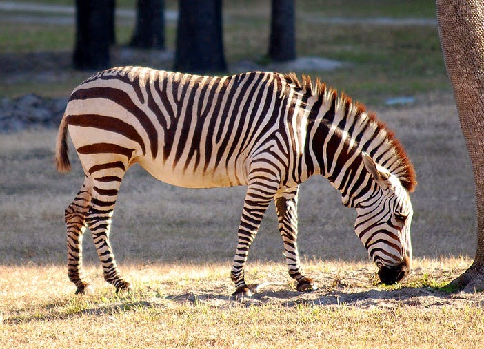 Zonkey Anatomy - ANIMAL LOVERS