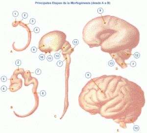 Histoembriología: DESARROLLO EMBRIONARIO DE APARATOS Y SISTEMAS.