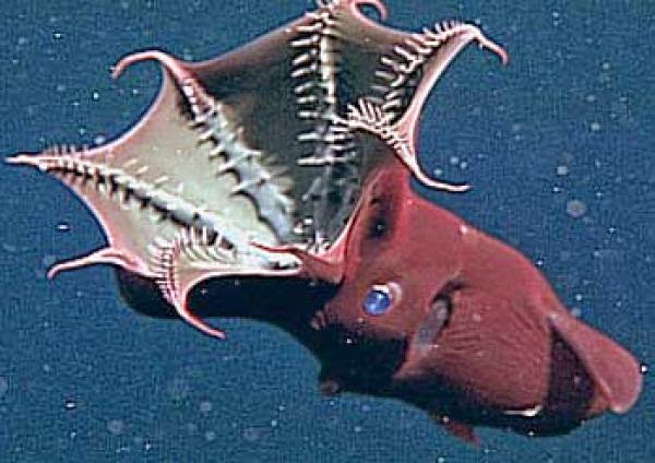 Artes de Pesca: EL CALAMAR VAMPIRO