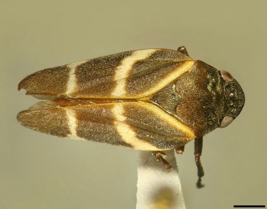 ARTHROPODA MEXICANA: Aeneolamia albofasciata "salivazo de la caña"