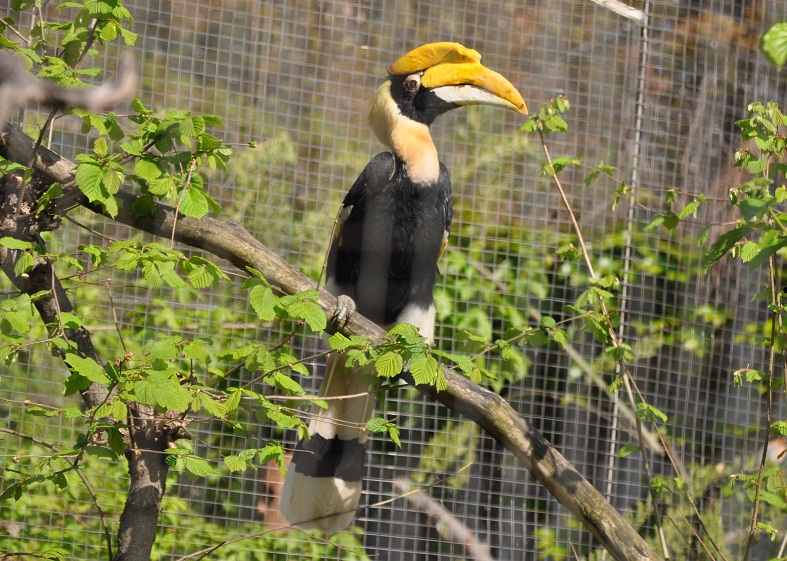 ZOOTOGRAFIANDO (6.100 ANIMALS): CÁLAO BICORNE / GREAT HORNBILL (Buceros ...
