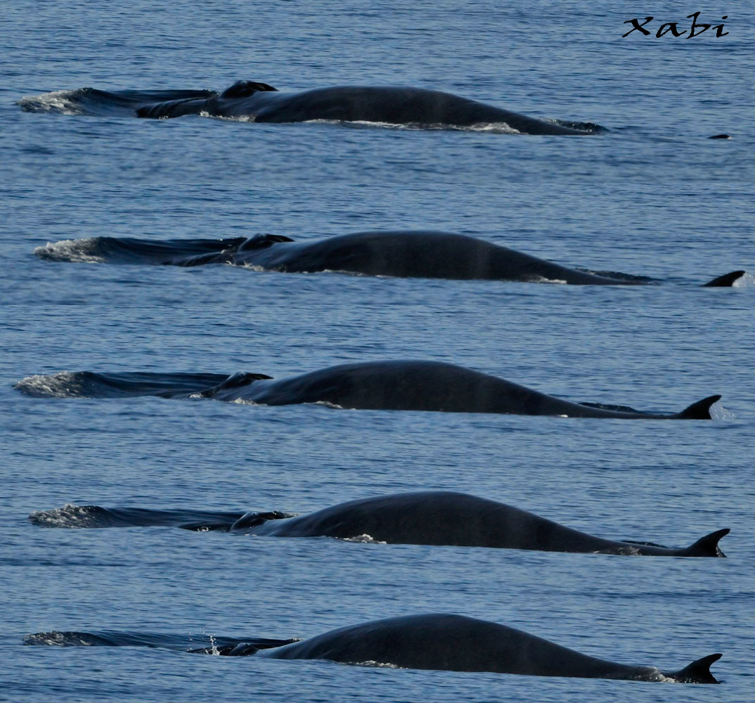 ! Andando por las ramas !: Ballenas, cumplimos un sueño, Navegamos ...