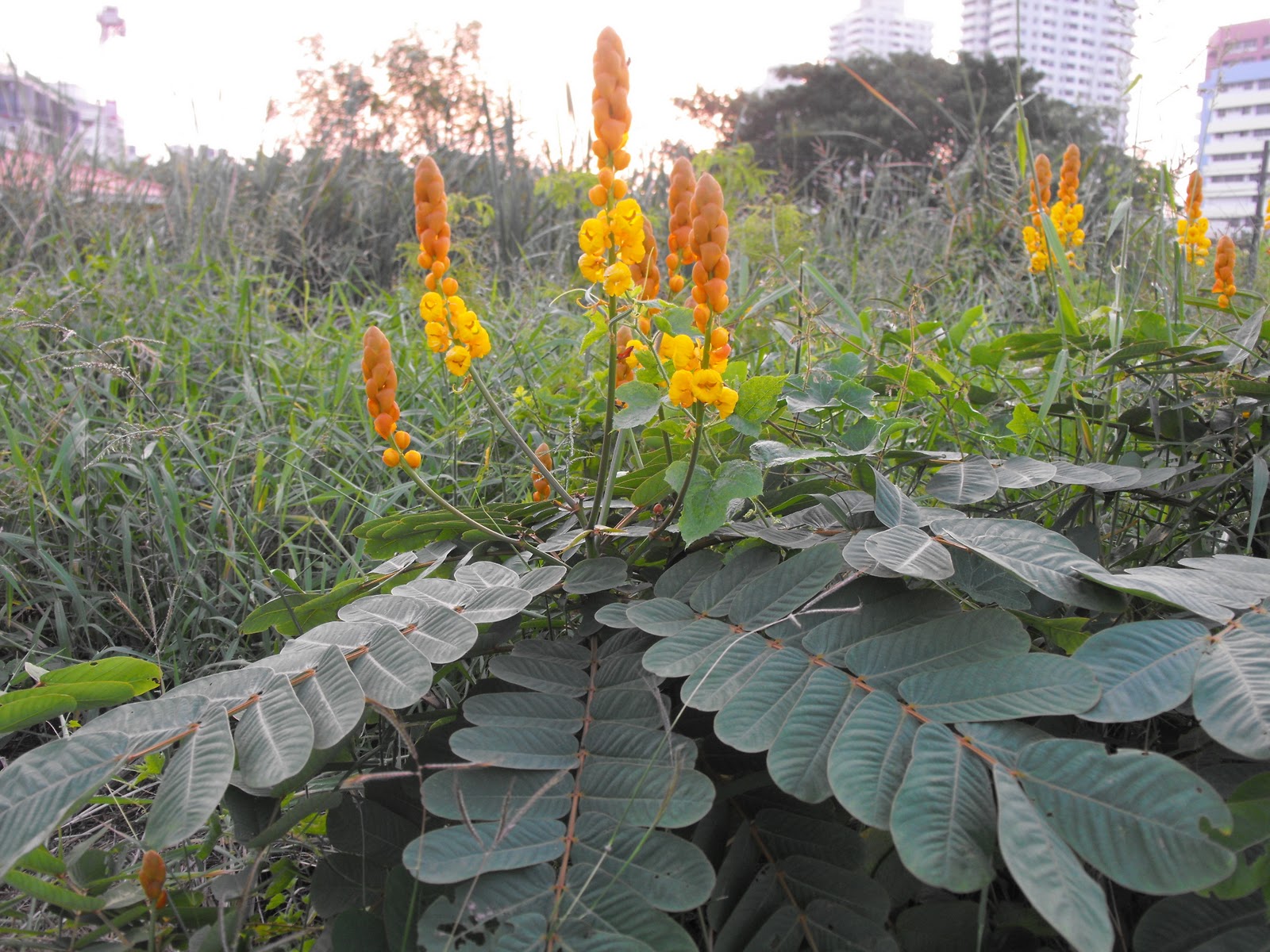 Health Benefits of Akapulko or Asunting