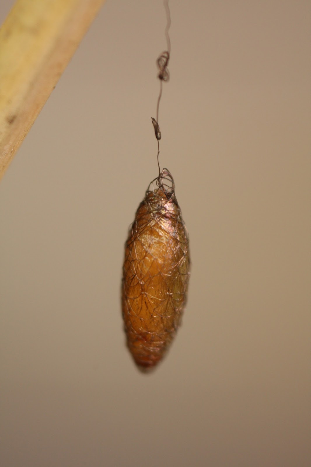 JJ's Photographic nature blog: February 2014