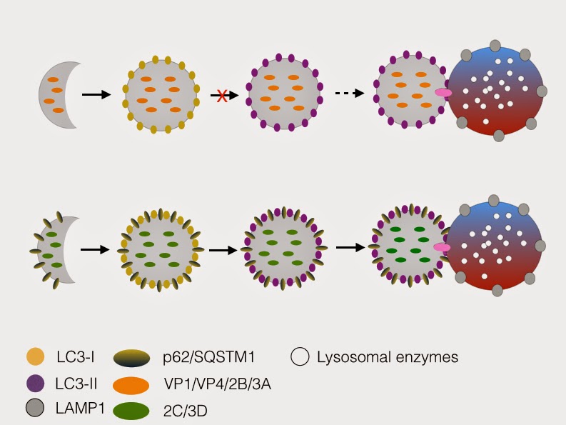 Virology tidbits: Encephalomyocarditis virus (EMCV) and autophagy: anti ...