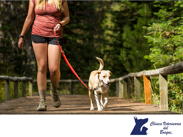 TIPS PARA MASCOTAS: Cómo sacar a pasear a tu perro. CLÍNICA VETERINARIA ...