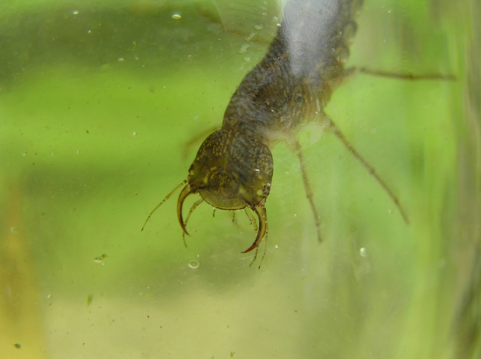 Pembrokeshire Wildlife: Great diving beetle larvae