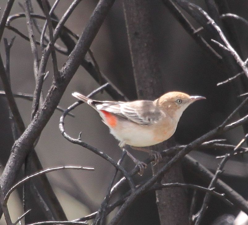 Richard Waring's Birds of Australia: Ross Highway photos - Crimson Chat ...