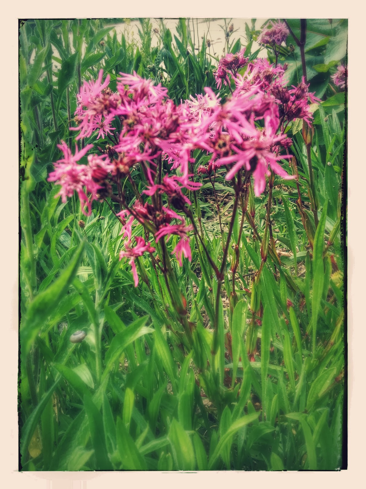 Wild Life: Ragged Robin