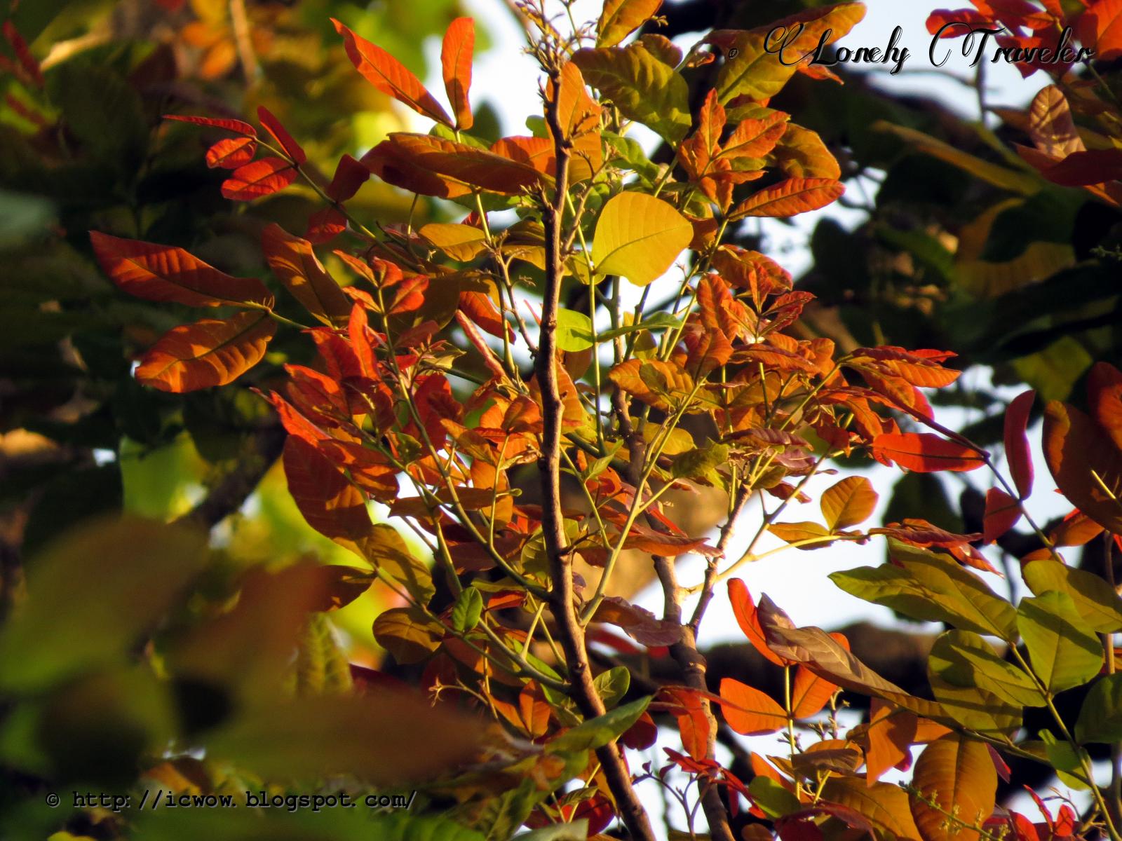 Ceylon oak (কুসুম গাছ) - Schleichera oleosa