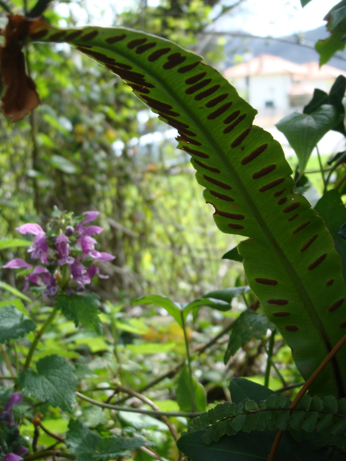 Hacia la Biología: 1º Bachillerato: METAFITOS (METAPHYTA)