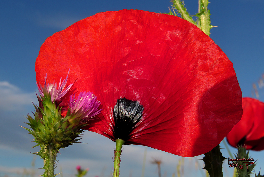 Savia y latidos en la Naturaleza: Amapola (Papaver rhoeas) Linneo 1753