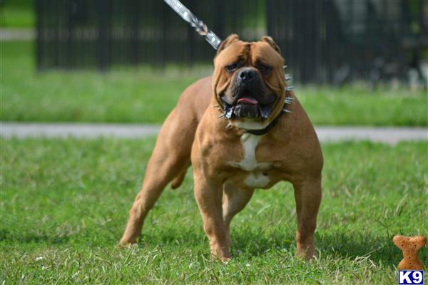 MorsoRosso: Mammut Bulldog