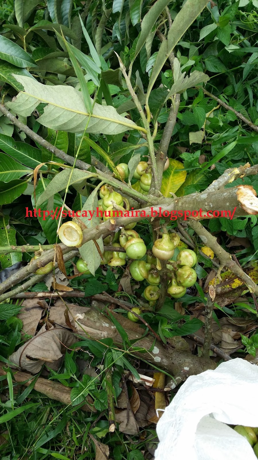 Bunga Mekar Harum Mewangi: Buah Engkalak..Nang Nyaman!!! Only in Sarawak