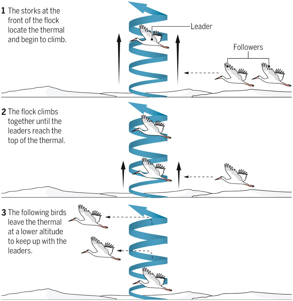 Evolution blog: Review of Karo Michaelian's Thermodynamic Dissipation ...