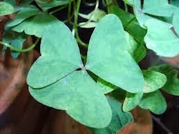 Belajar Tentang Alam tumbuhan: STUDI DAUN ( Bangun Daun Circumscriptio