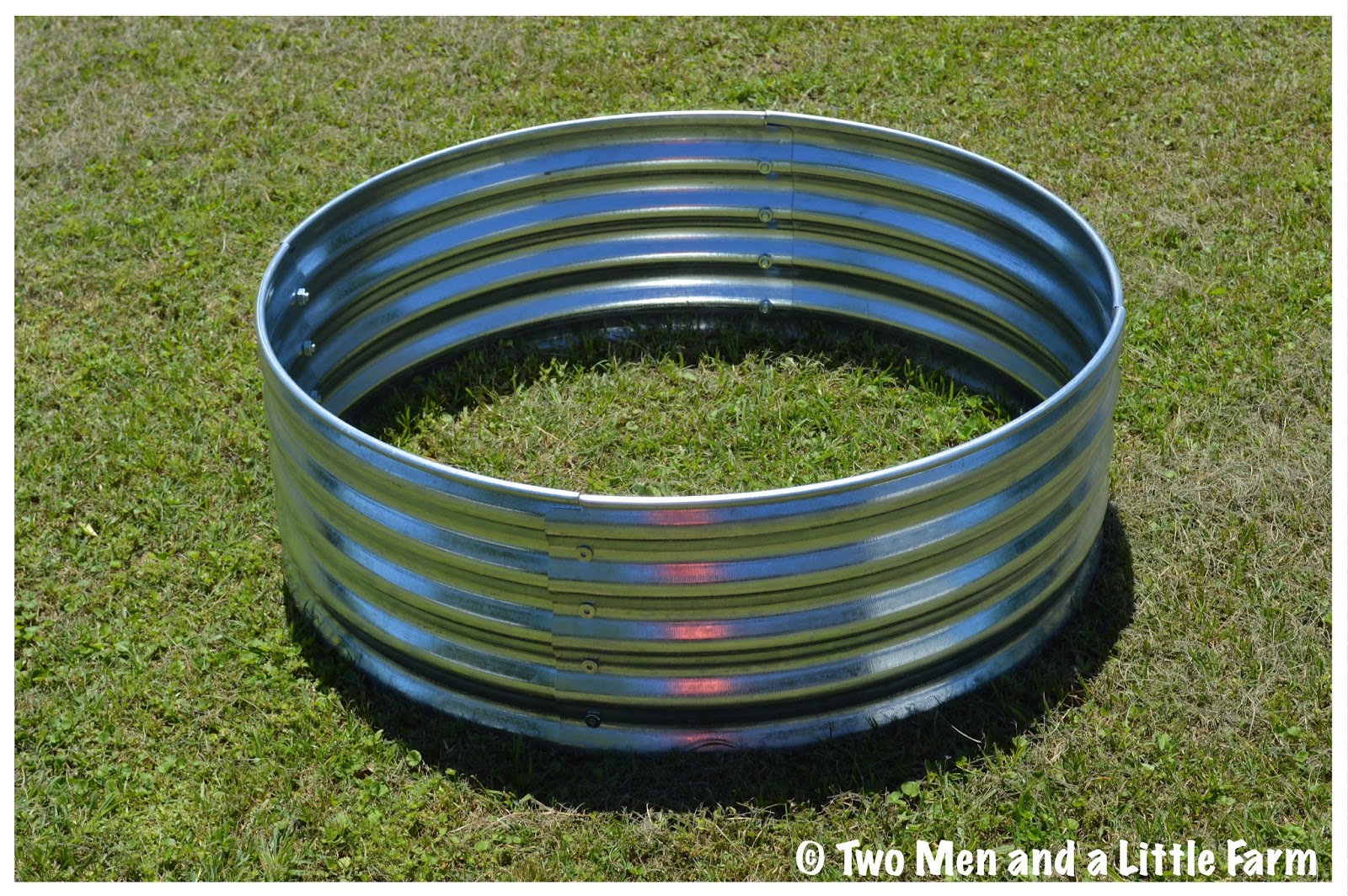 Two Men and a Little Farm: CITRUS TREES PLANTED IN GALVANIZED RINGS