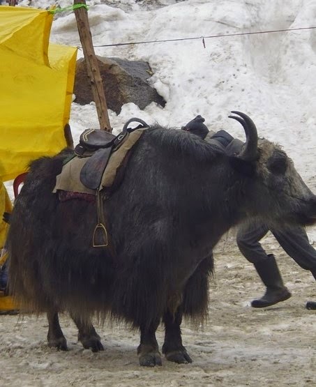 Yak, Hewan Asli Pegunungan Himalaya - EMAKMBOLANG