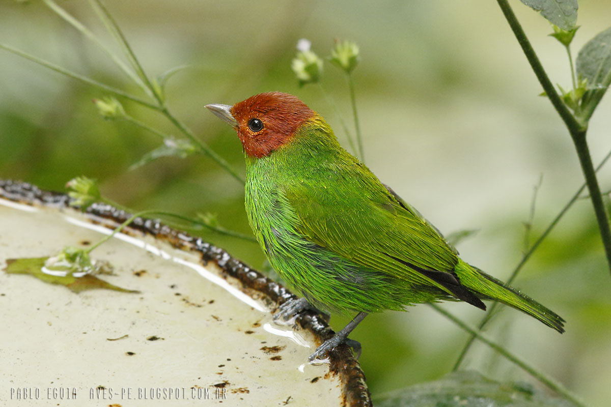 mis fotos de aves: Tangara gyrola Tángara Cabecibaya Bay-headed Tanager