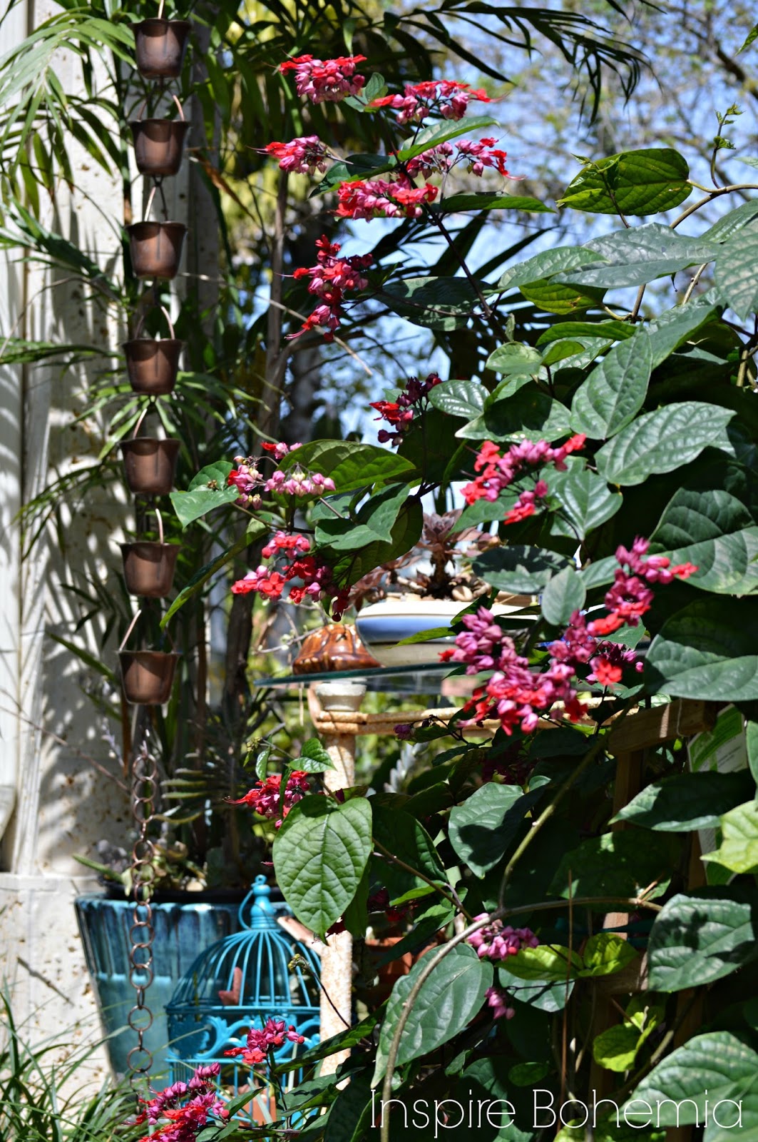 Bleeding Heart Vine: Clerodendrum thomsoniae