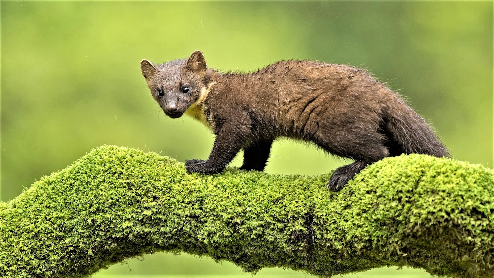 Animal marta wallpapers