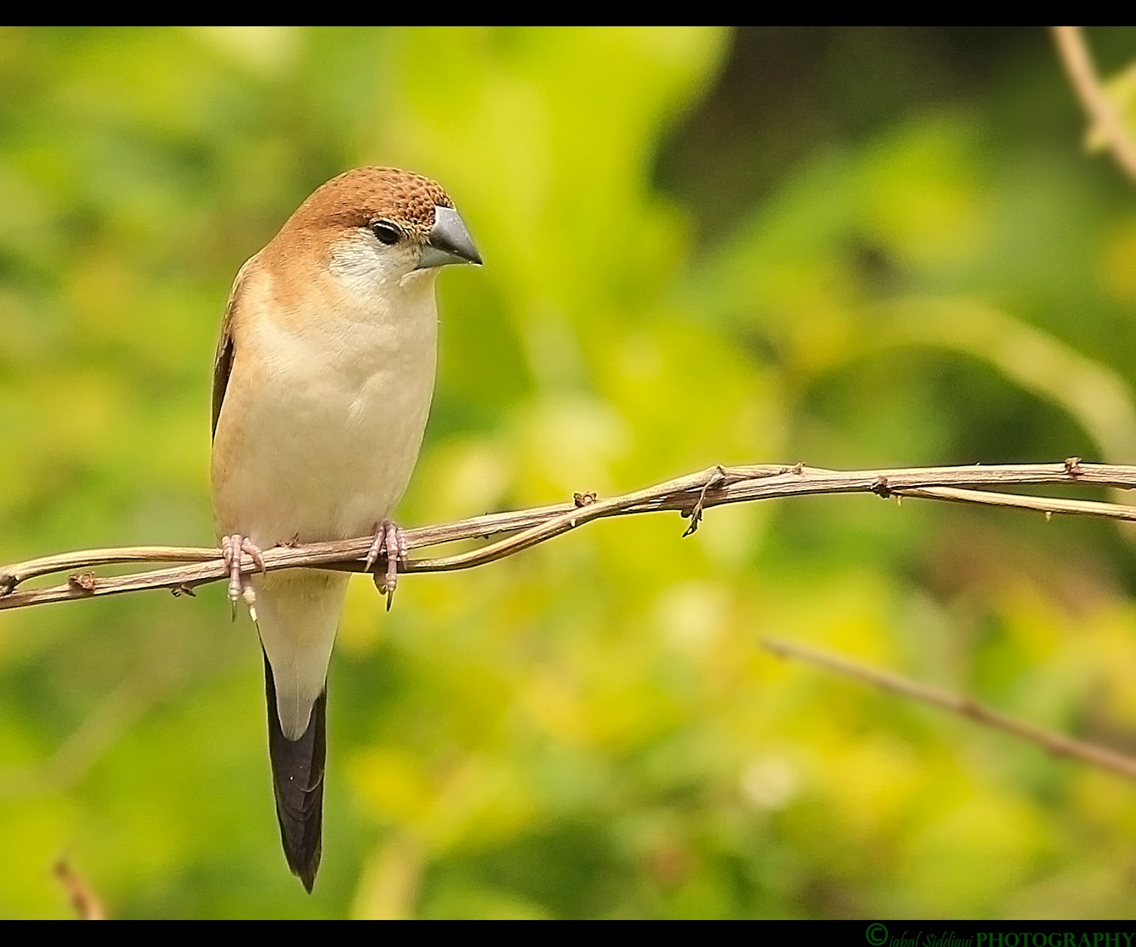 Story through my lens: The Indian Silverbill or White-throated Munia ...