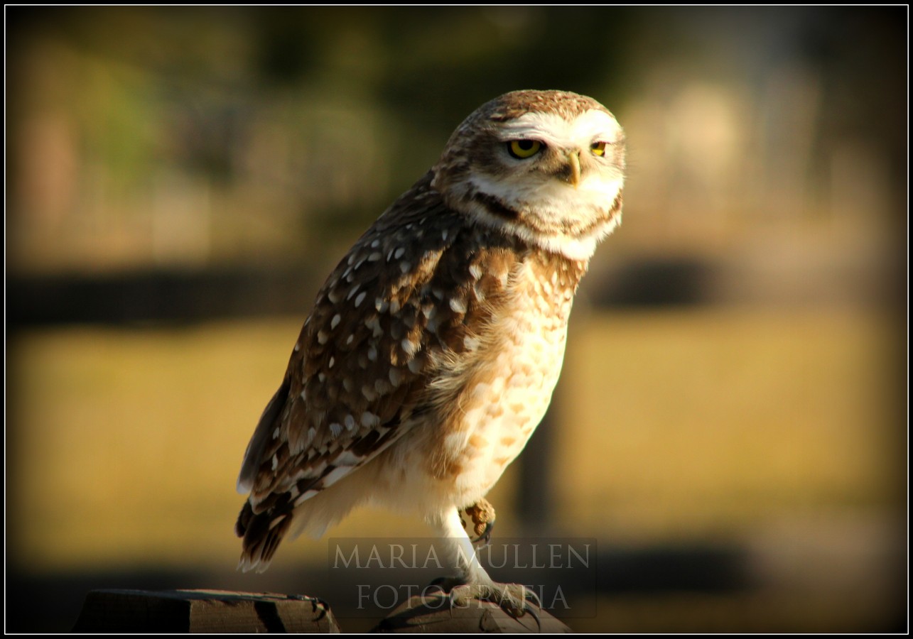 María Isabel Mullen