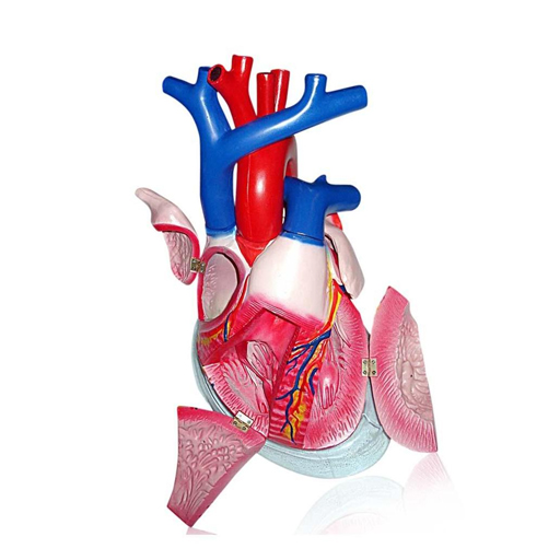 Alat Peraga Pendidikan Model Jantung Manusia | Daftar Alat Peraga ...