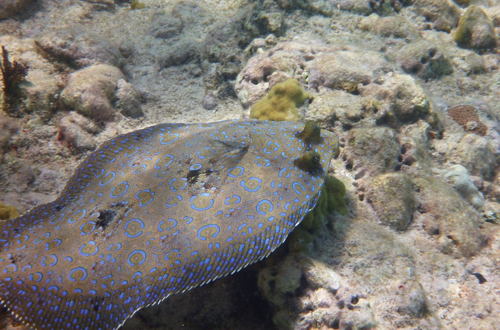 Real Monstrosities: Peacock Flounder