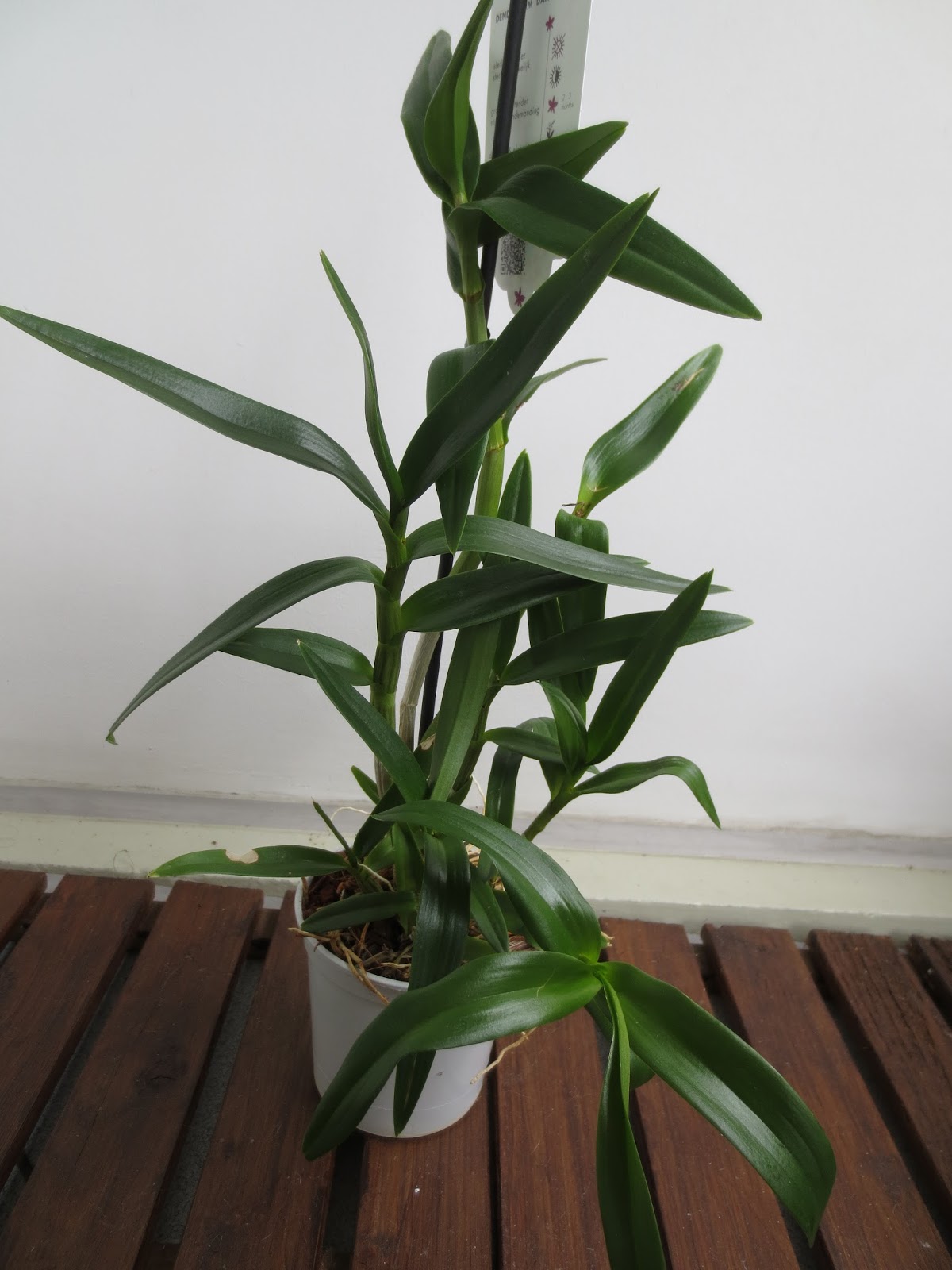 Orchidées au fil du temps: Présentation des 2 dendrobium phalaenopsis ...