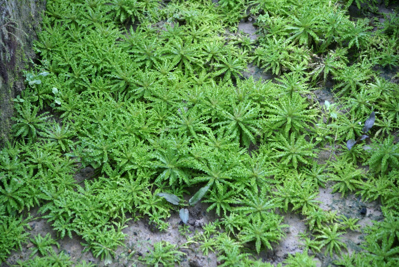 Aquatic Farmer: Pogostemon Helferi ( Downoi)