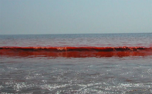 Deformutilation: Red Tides and Algae Blooms