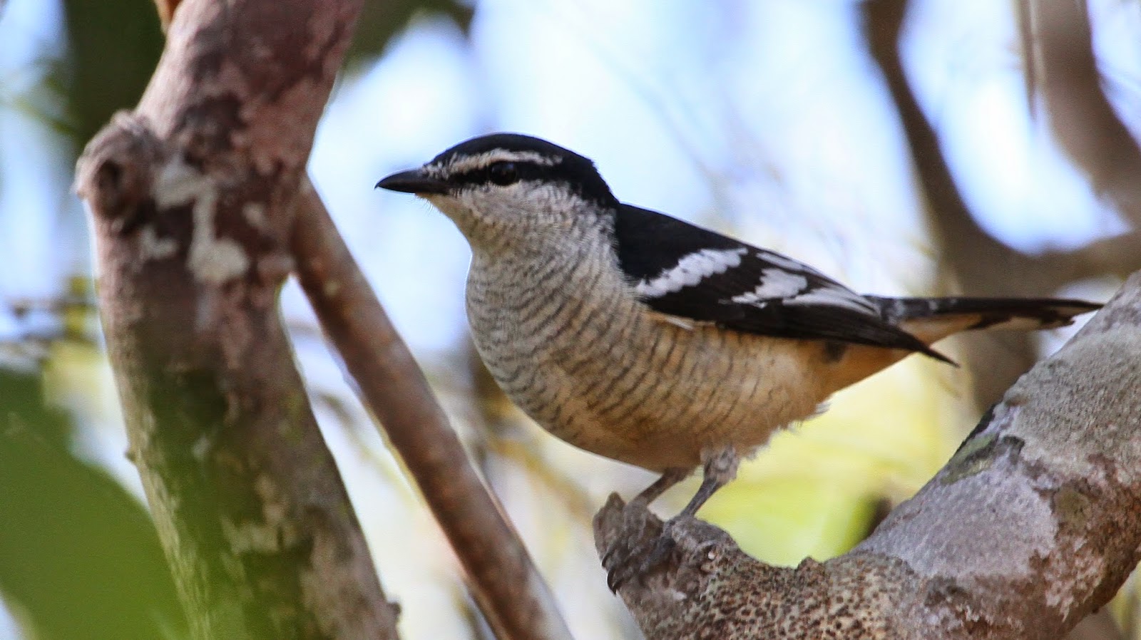 Richard Waring's Birds of Australia: Darwin bird photos