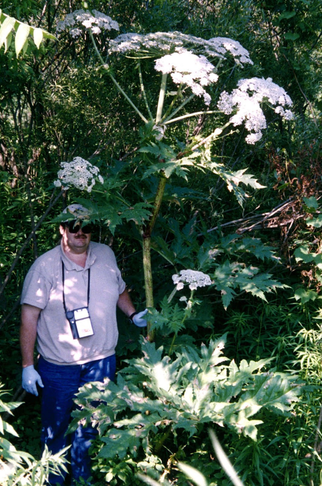 paradis express: Giant Hogweed