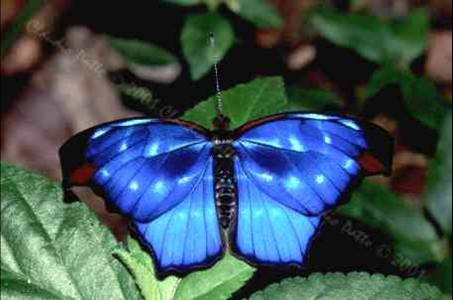 el blog de isidoro: La mariposa azul