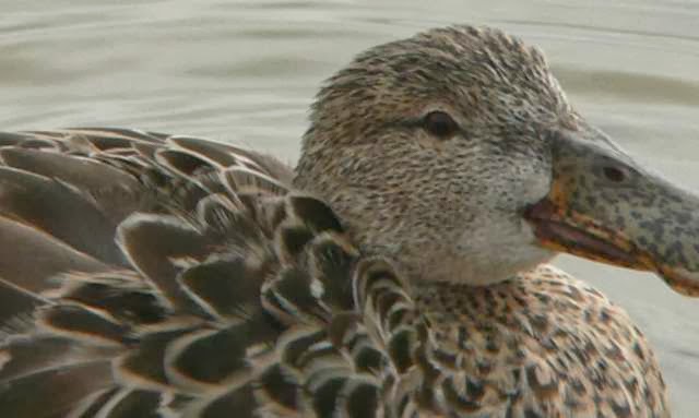 Kids Nutty Facts: Duck Eyelids