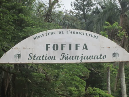Hortensia's journal: CULTURE DES CAFEIERS AU FOFIFA KIANJAVATO