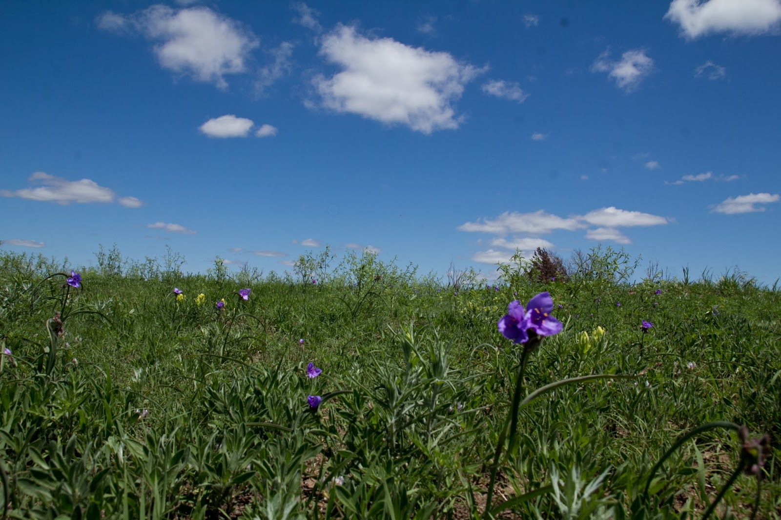 The Kansas Outback: A cedar wasteland rebirth?