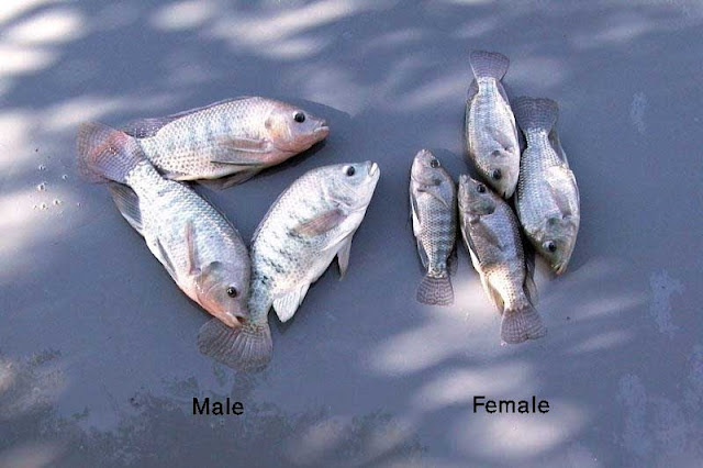Aquaculture Techniques: A MANUAL FOR COMMERCIAL TILAPIA PRODUCTION