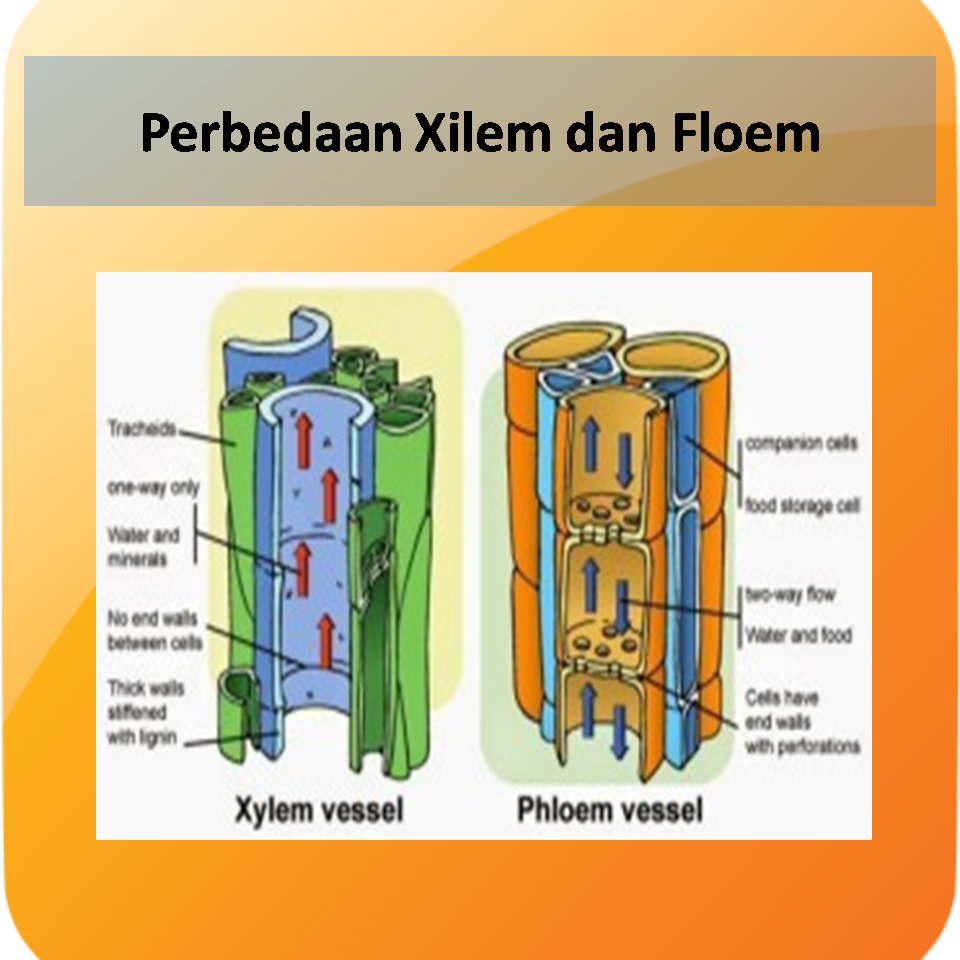 Perbedaan Xilem dan Floem - Rangkuman Pelajaran Sekolah