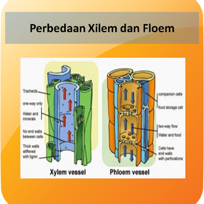 Perbedaan Xilem dan Floem - Rangkuman Pelajaran Sekolah