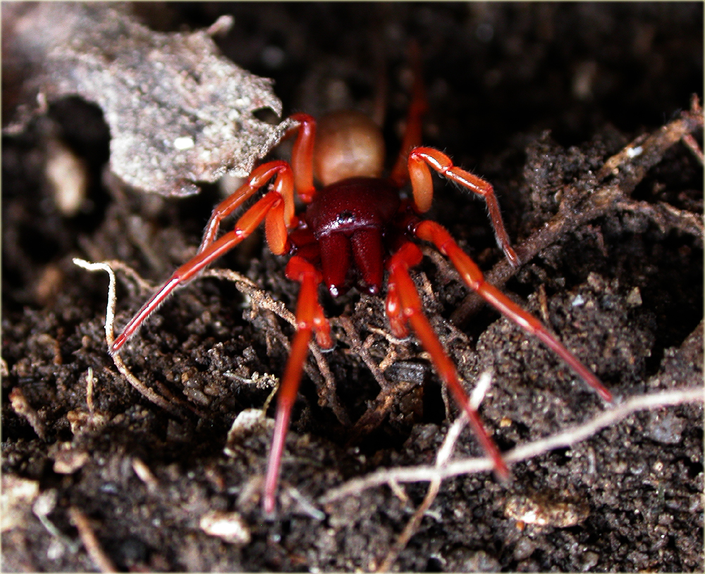 Arachnerds: Woodlouse Spiders - Dysdera sp.