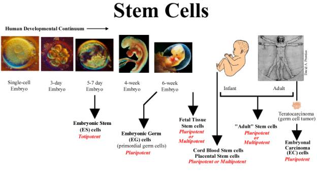 CARA KERJA STEMCELL ( Sel Induk ) ~ SARI STEMCELL