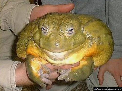 Inilah Katak Paling Besar di Dunia. - Gaban Comel
