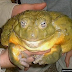 Inilah Katak Paling Besar di Dunia. - Gaban Comel