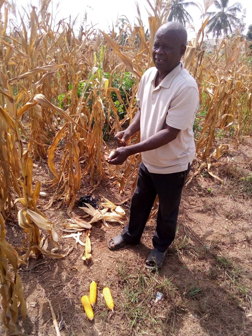 ACU CIRCLE Blog: Distribution of drought tolerant maize seeds for ...