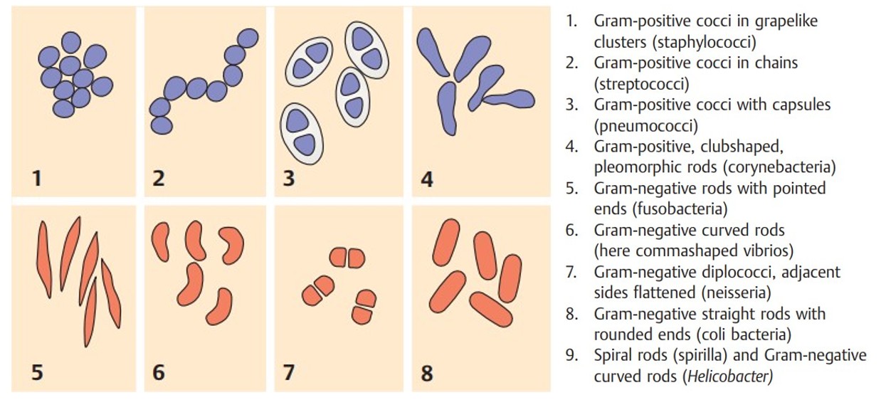 Morphologie et Formes bactériennes | BioEduc