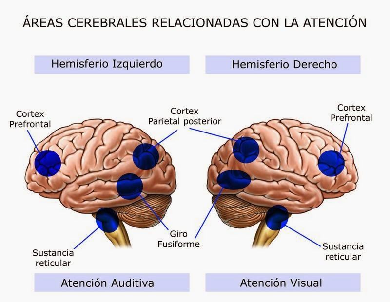 Trastorno por Déficit de Atención y/o Hiperactividad (TDAH): El TDAH a ...