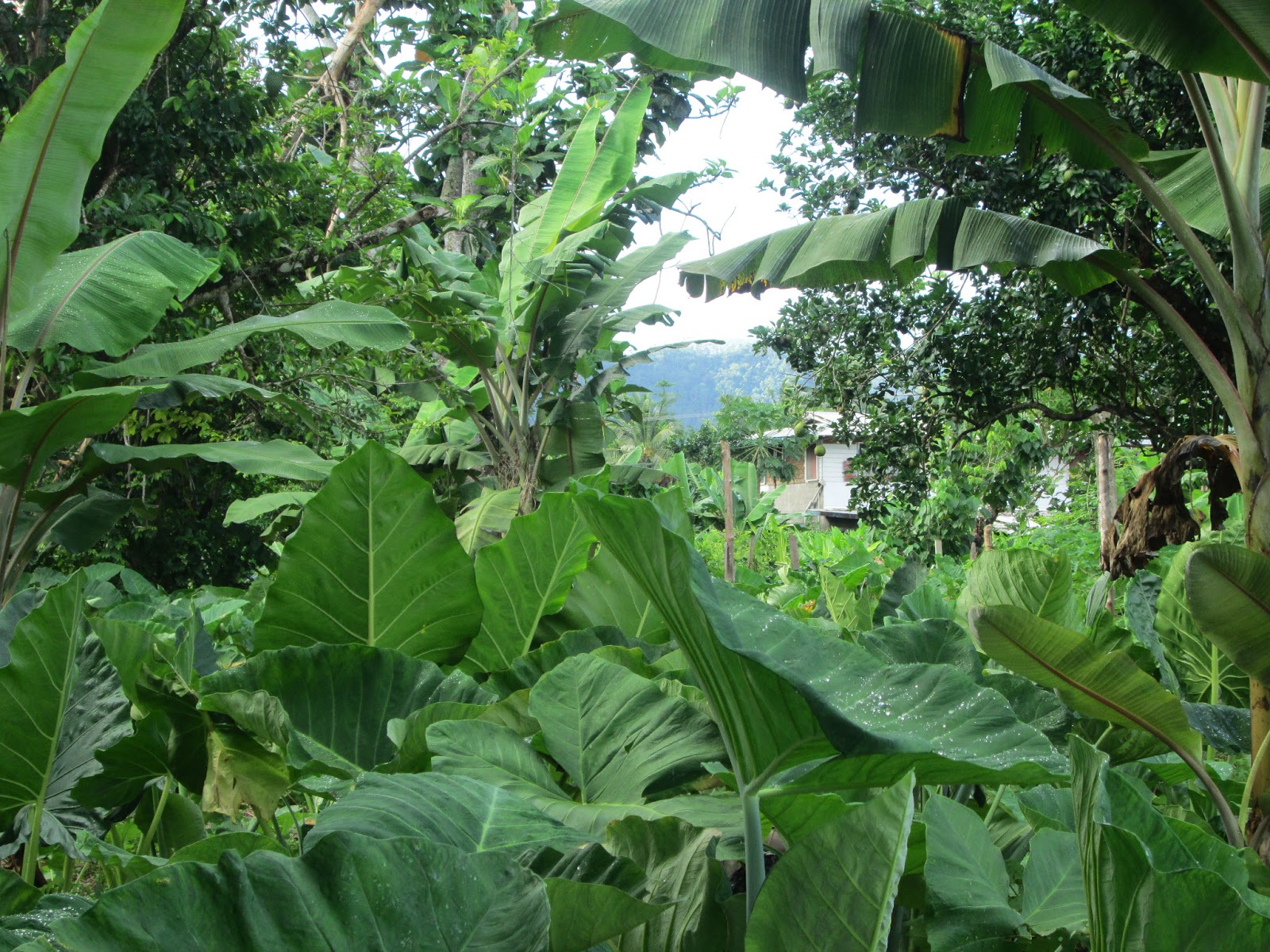 Garden Notes from Hawaii: Samoan Food Gardens